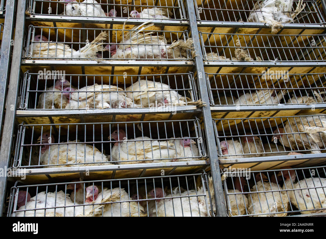 live white turkeys in transportation truck cages, Transfer from the ...