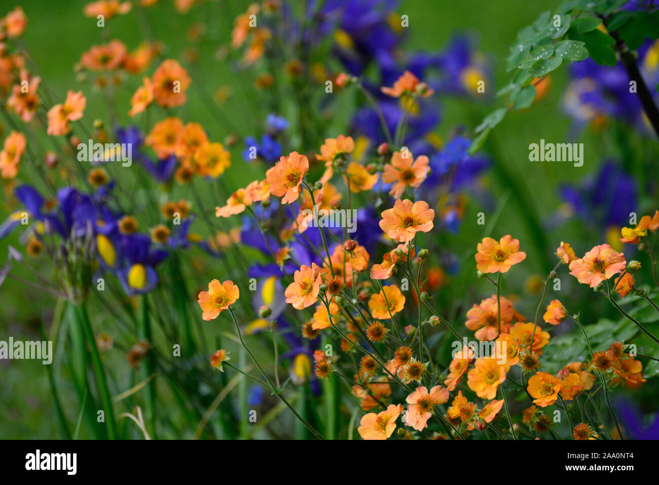 geum totally tangerine,Anchusa azurea Dropmore,blue,orange,flower ...