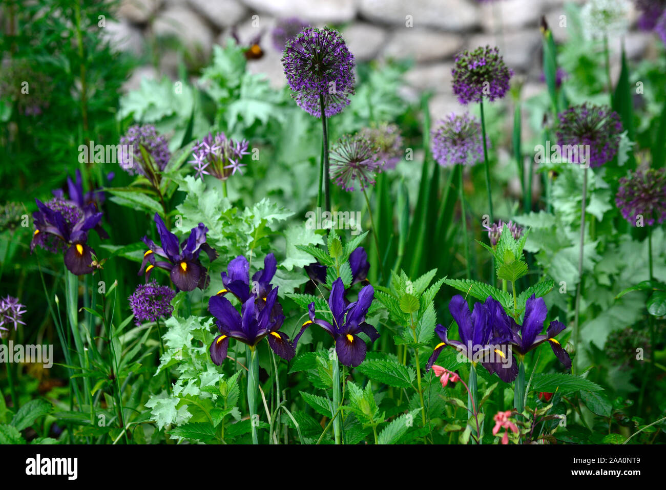 Iris x hollandica eye of the tiger,dutch iris eye of the tiger,blue ...