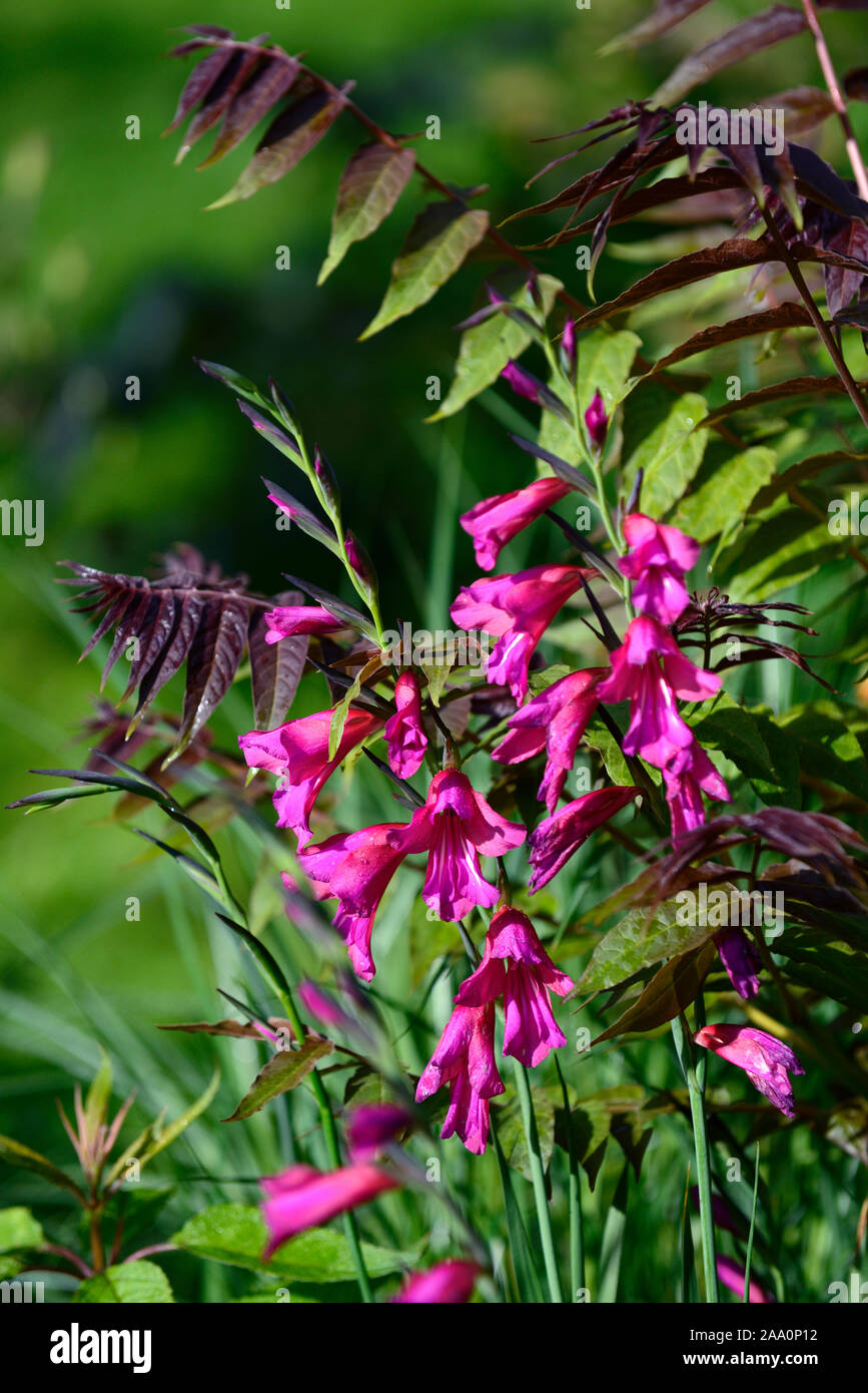 Gladiolus gladiolus communis flower hi-res stock photography and images ...