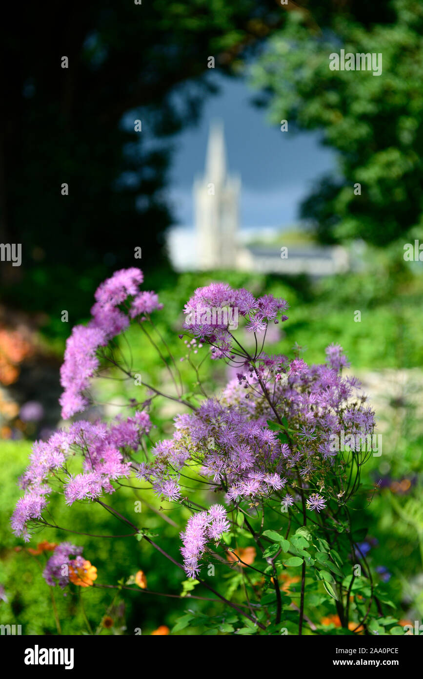 kiltegan church,view,viewpoint,borrowed view,Thalictrum aquilegiifolium ...