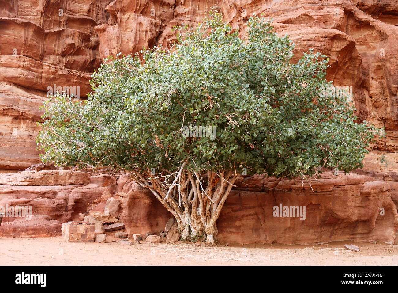 Wild Pomegranate tree, Jabal Khazali canyon, Wadi Rum Protected Area ...