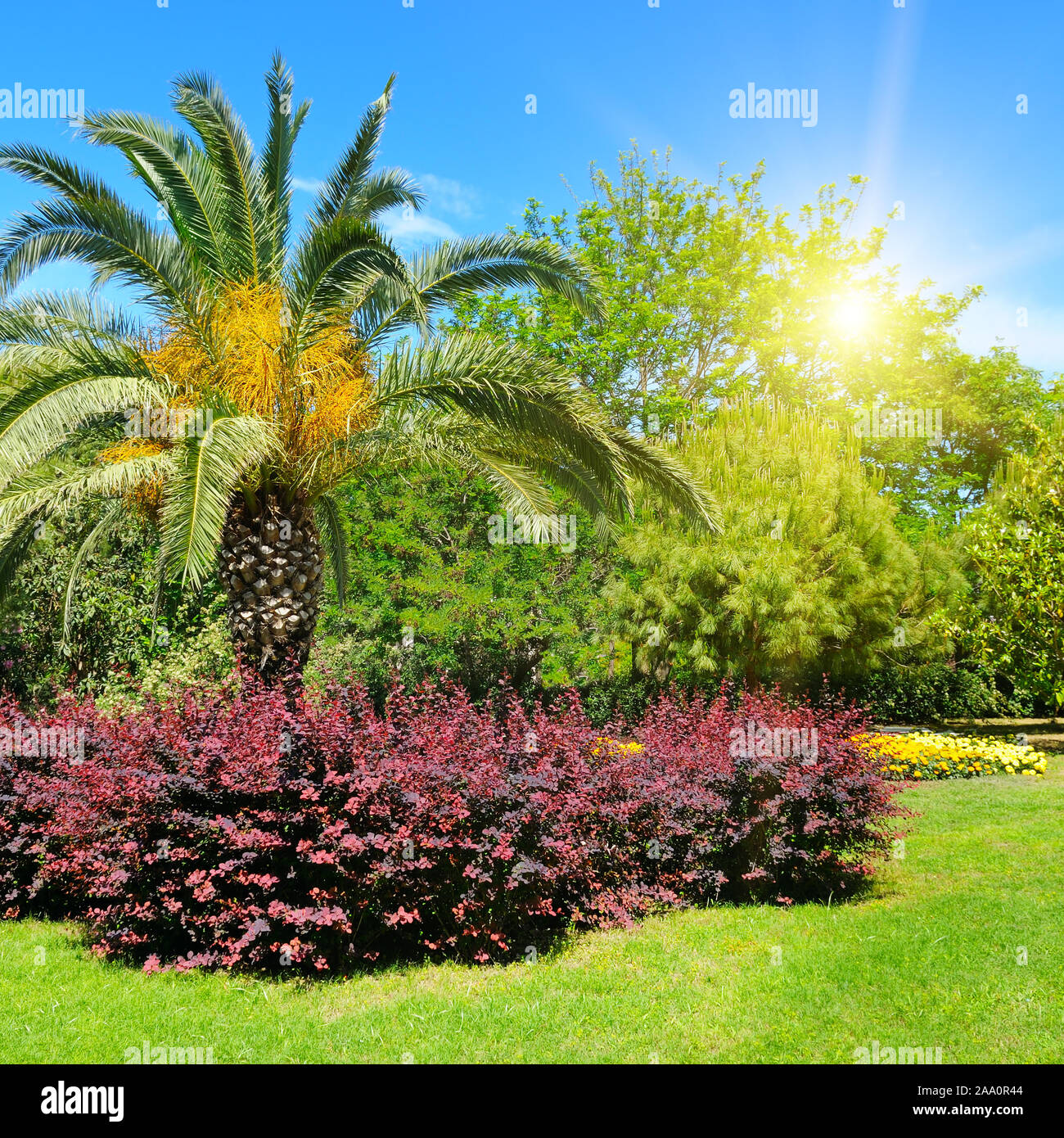 Summer park with tropical palm trees, flower beds and lawns Stock Photo ...