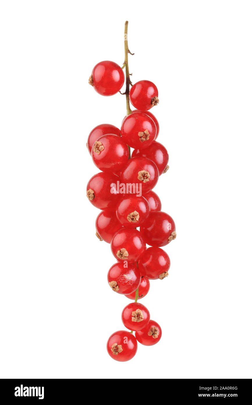 Rote Johannisbeeren der Sorte "Jonkheer van Tets Stock Photo - Alamy