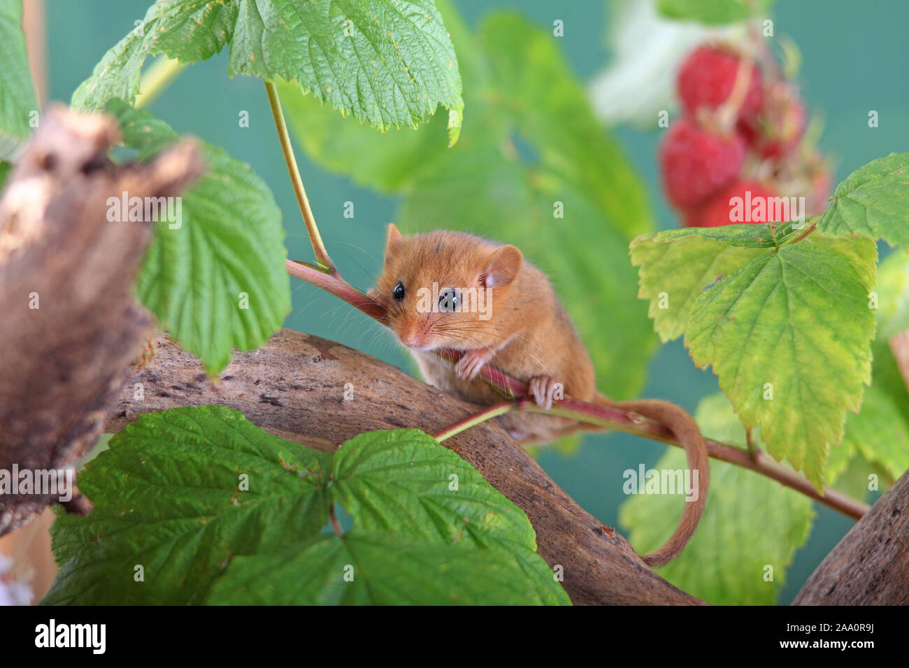 Haselmaus (Muscardinus avellanarius) in einem Himbeerstrauch Stock ...