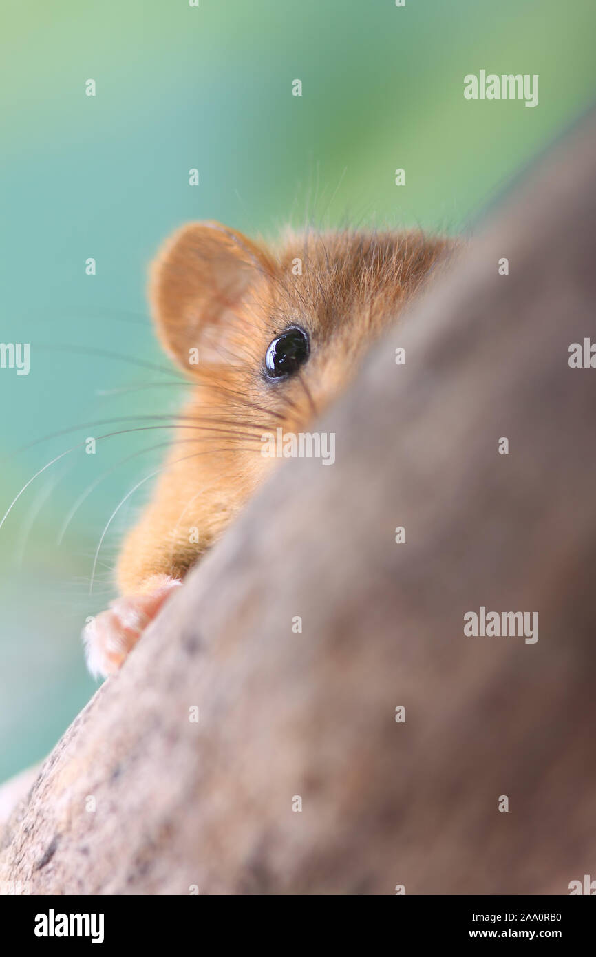 Haselmaus (Muscardinus avellanarius) in einem Himbeerstrauch Stock ...