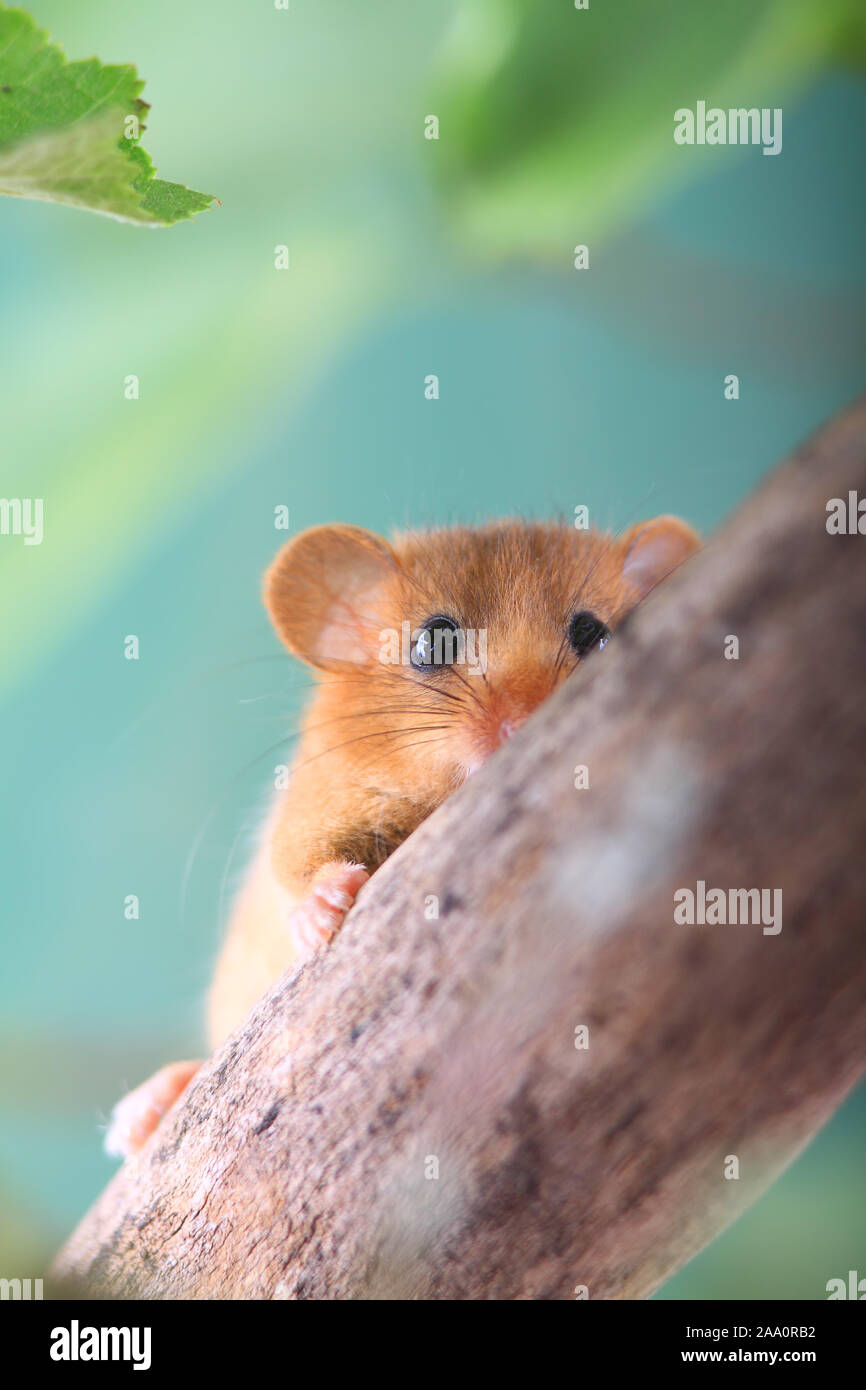 Haselmaus (Muscardinus avellanarius) in einem Himbeerstrauch Stock ...