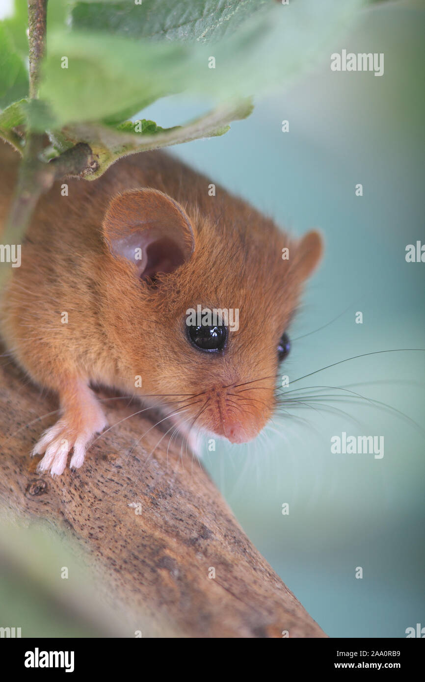 Haselmaus (Muscardinus avellanarius) in einem Himbeerstrauch Stock ...