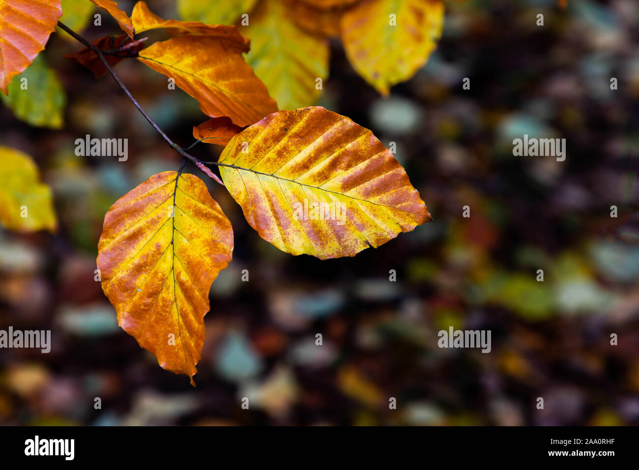 Beechwood close hi-res stock photography and images - Alamy