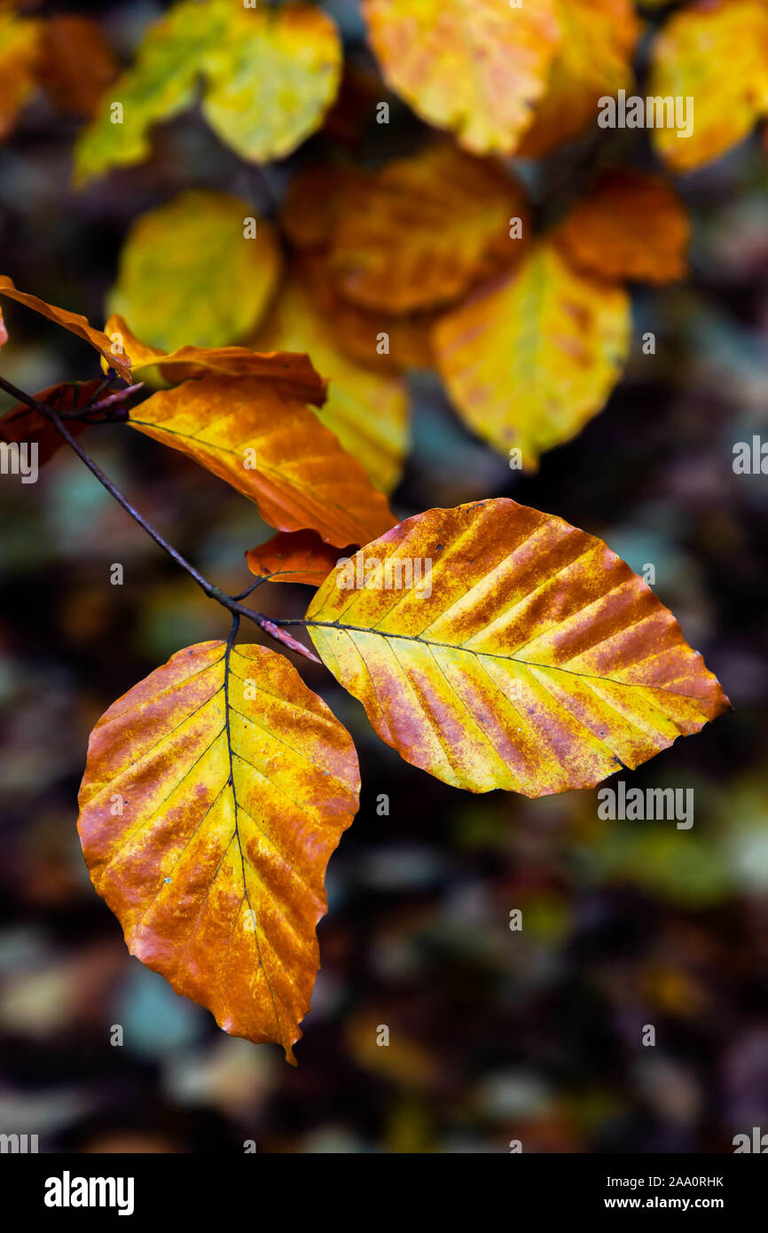 Beech tree uk hi-res stock photography and images - Alamy