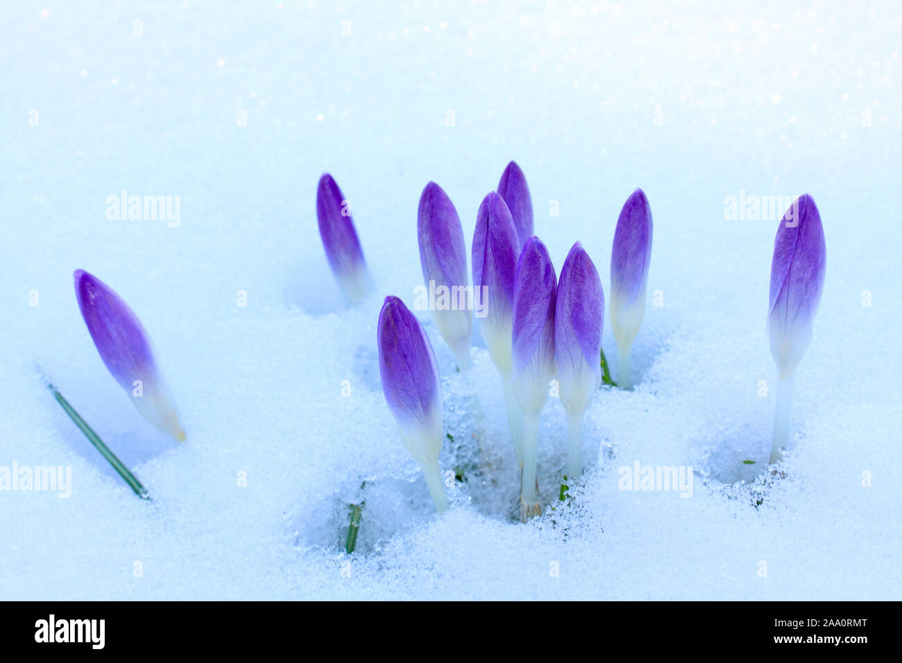 Krokus (Crocus neapolitanus), geschlossene Blüten schieben sich durch ...
