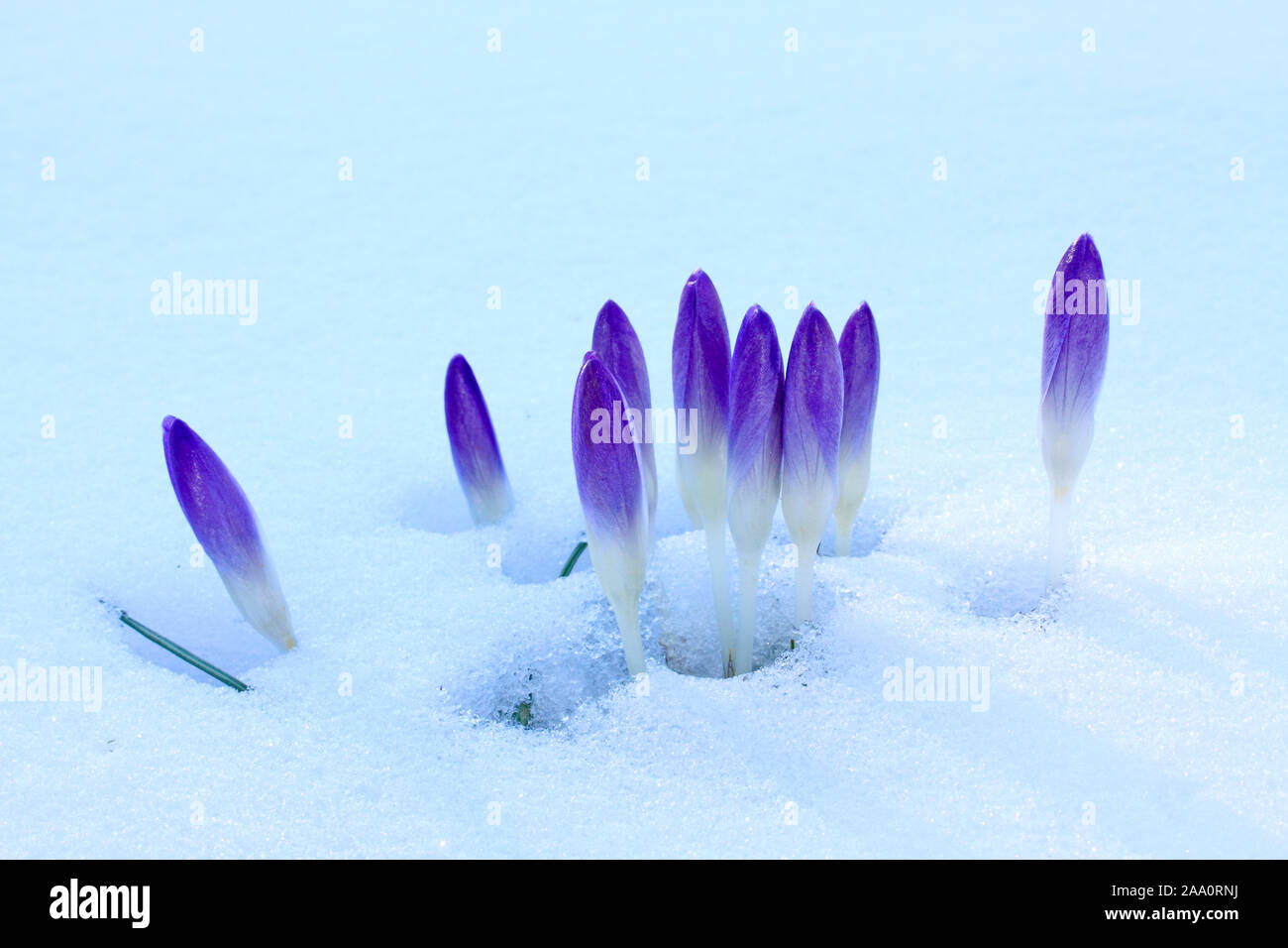 Krokus (Crocus neapolitanus), geschlossene Blüten schieben sich durch ...