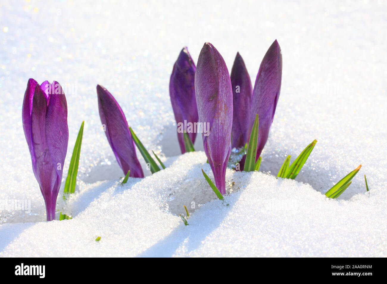 Krokus (Crocus neapolitanus), geschlossene Blüten schieben sich durch ...