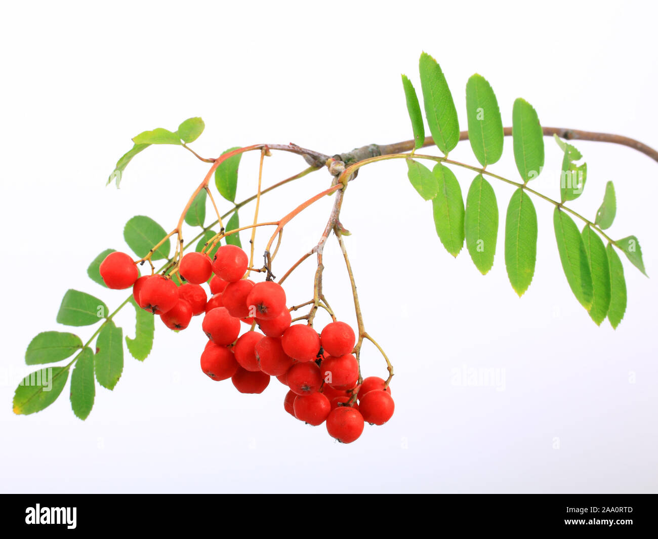 Früchte der Vogelbeere oder Eberesche (Sorbus aucuparia), Freisteller ...