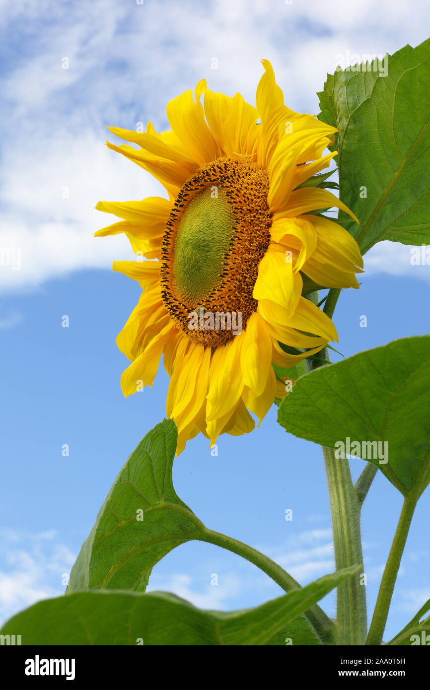 Sonnenblumen vor blauen Himmel, Helianthos annuus Stock Photo - Alamy