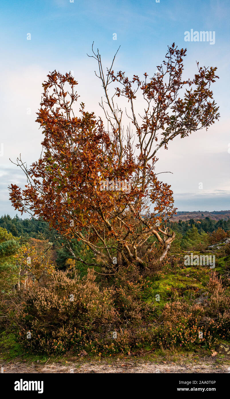 Devil's jump surrey hi-res stock photography and images - Alamy