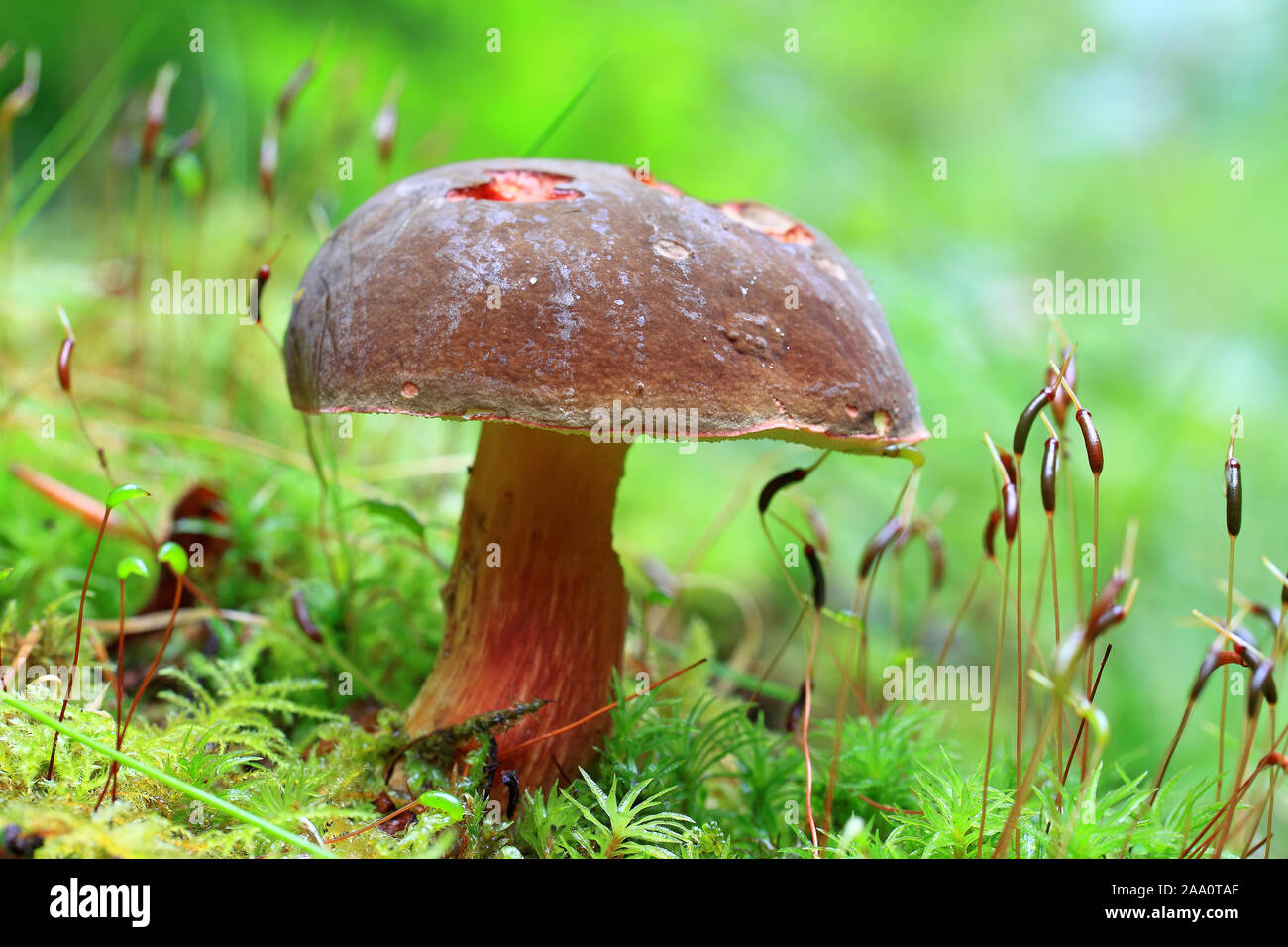 Maronenroehrling hi-res stock photography and images - Alamy