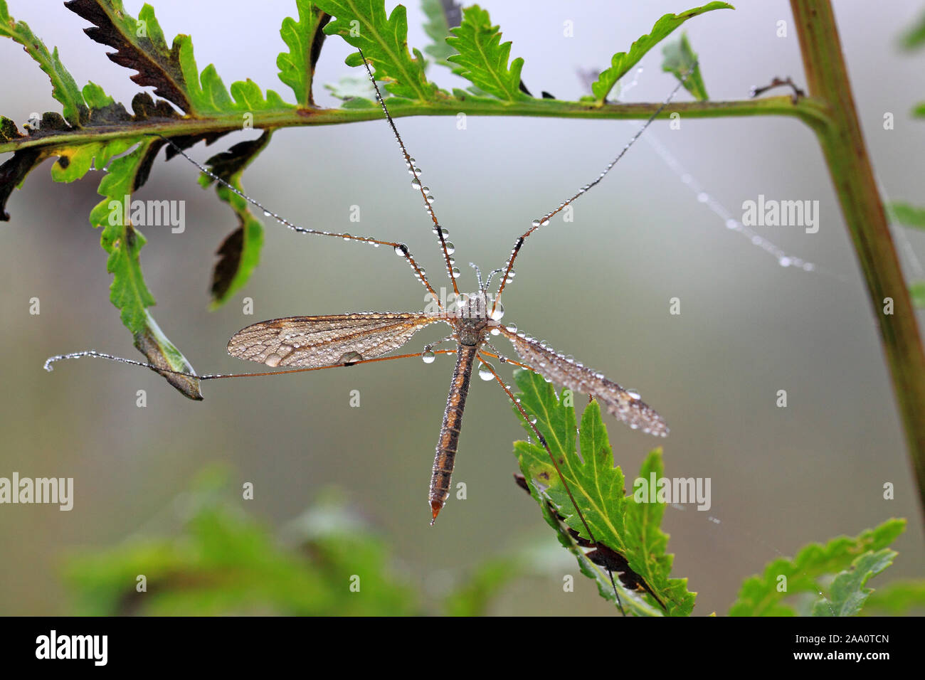 Taubedeckte Wiesenschnake, Tipula paludosa Stock Photo - Alamy
