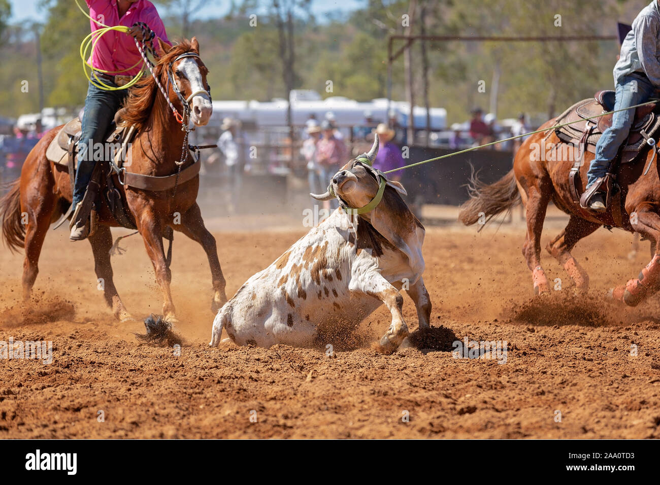 Calf being lassoed in a team calf roping event by cowboys at a country ...