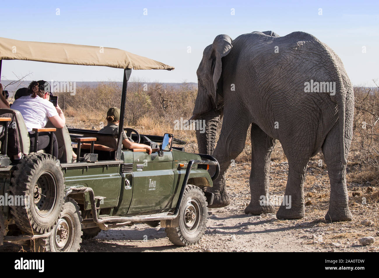 Safari animals jeep hi-res stock photography and images - Alamy