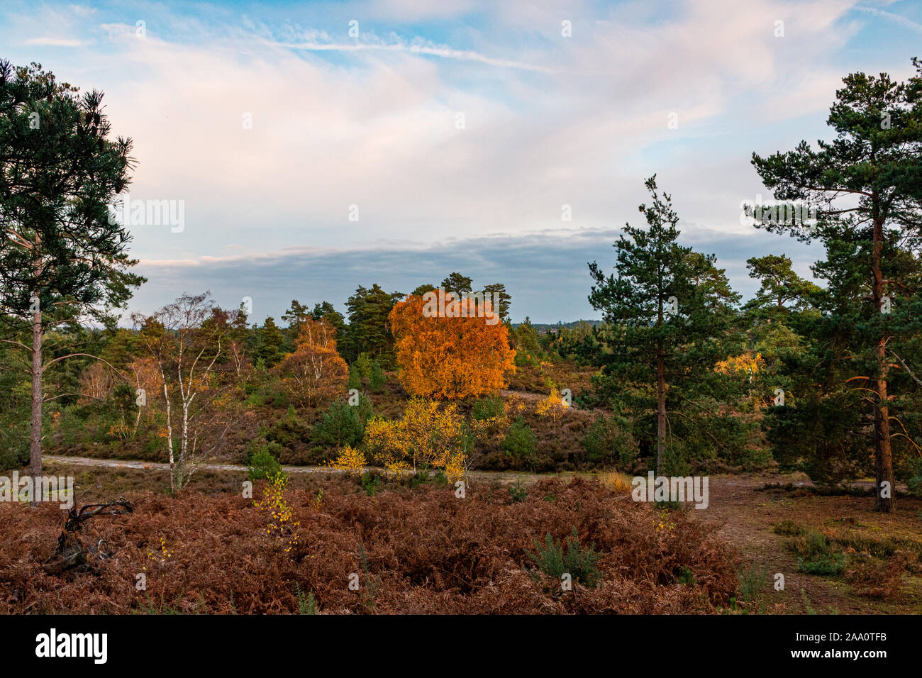 Frensham surrey autumn hi-res stock photography and images - Alamy