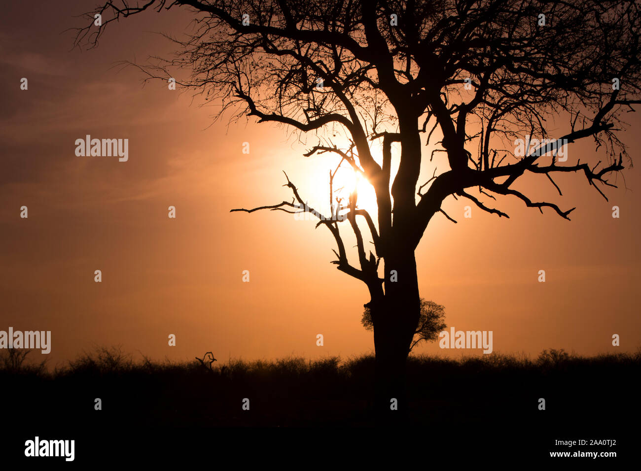 African safari sunset hi-res stock photography and images - Alamy