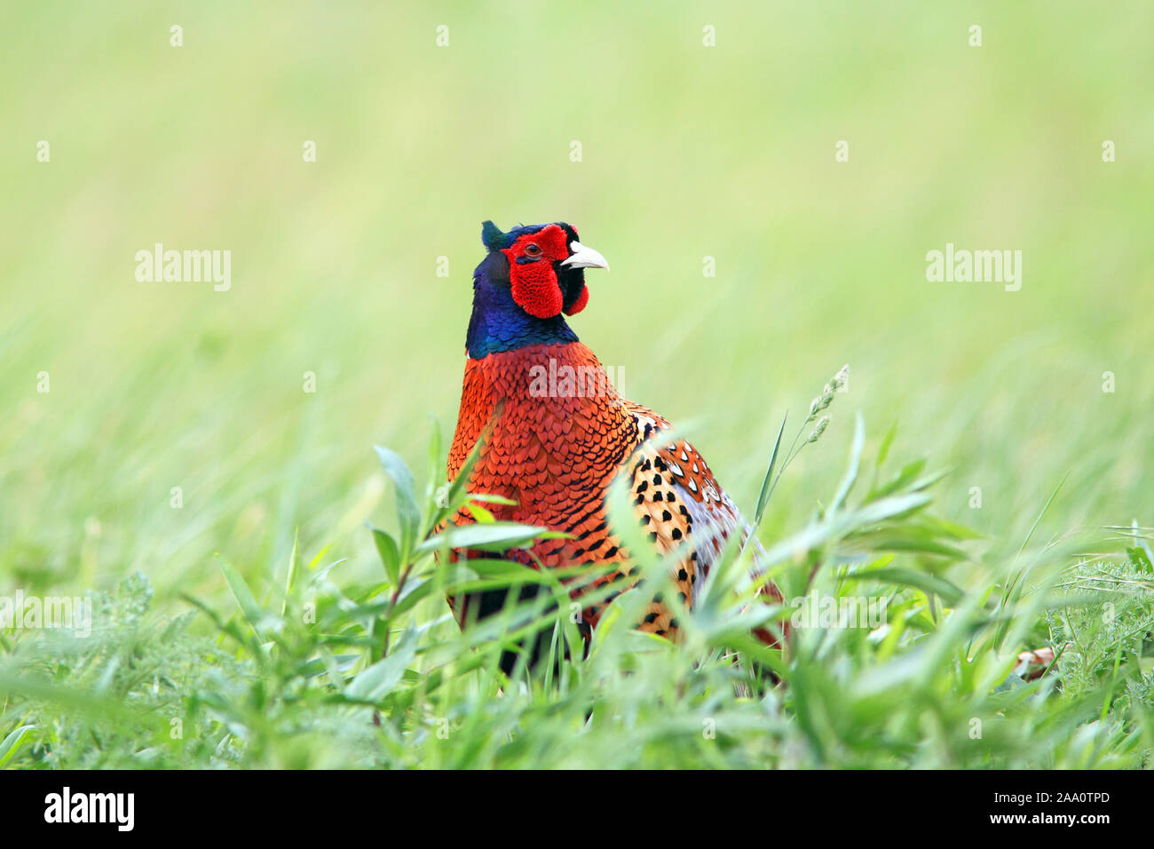 Viogel hi-res stock photography and images - Alamy