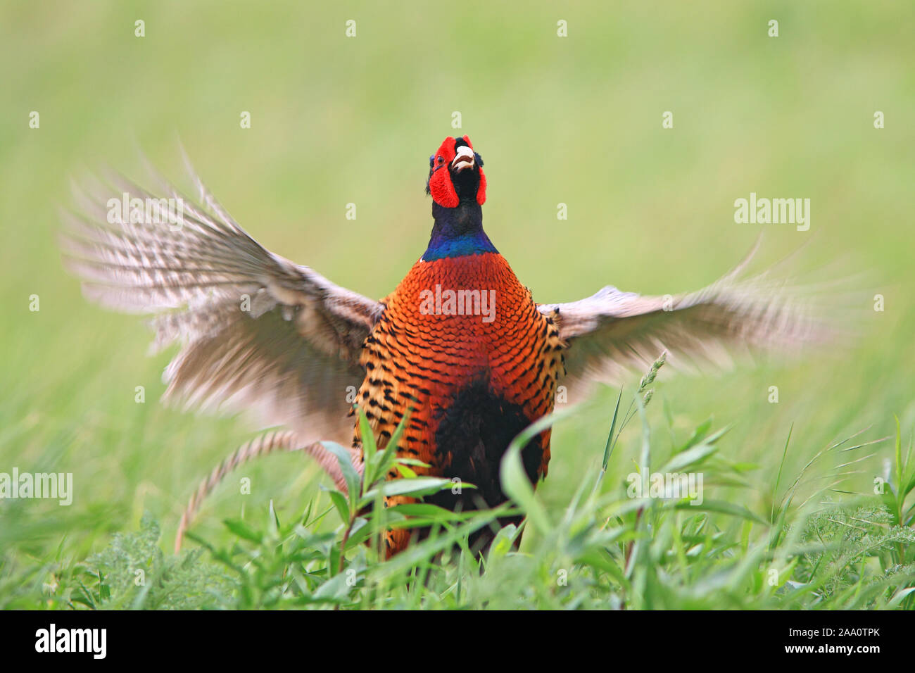 Viogel hi-res stock photography and images - Alamy