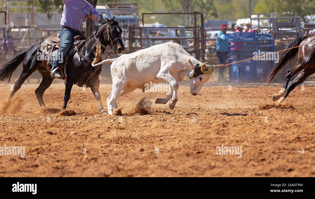 Calf being lassoed in a team calf roping event by cowboys at a country ...