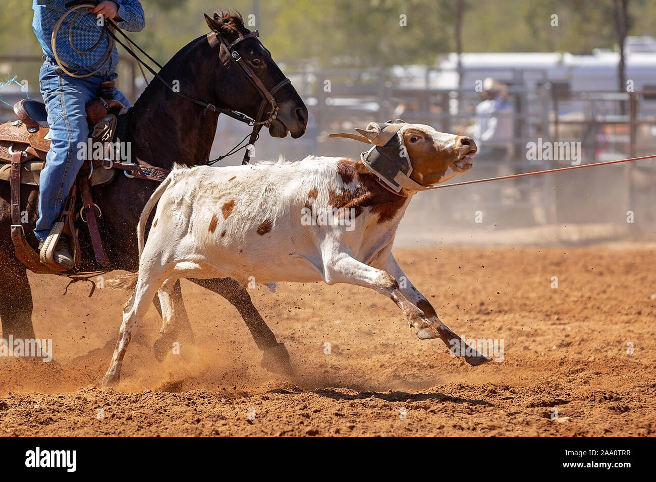 Calf being lassoed in a team calf roping event by cowboys at a country ...