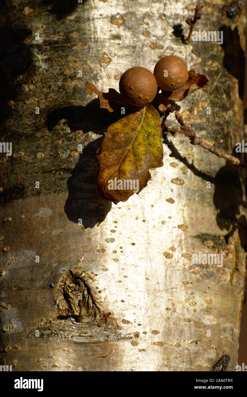 UK Two oak galls from a gall wasp infection on an oak tree with brown ...