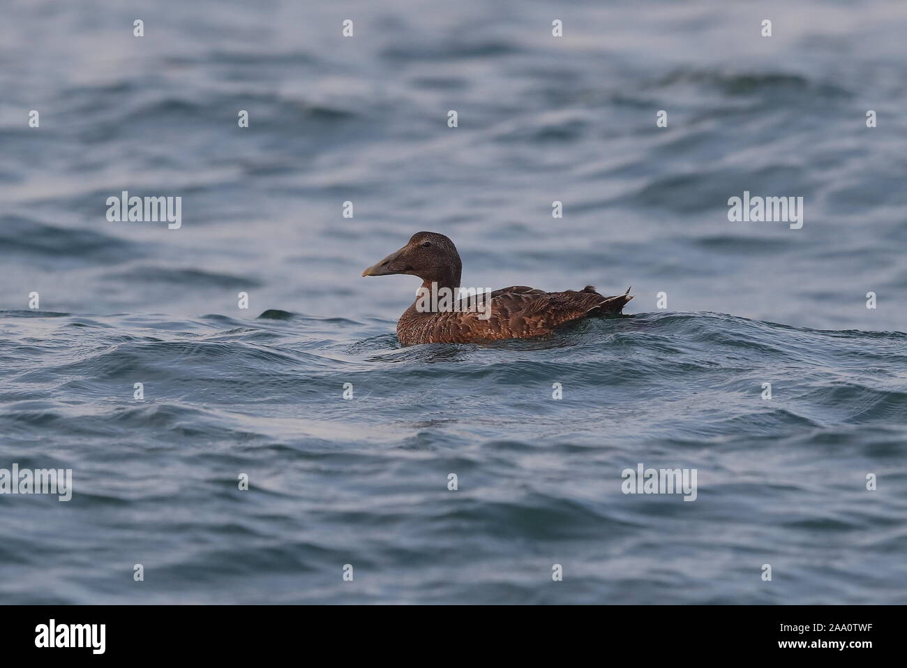 Female Northern Eider Stock Photo - Alamy