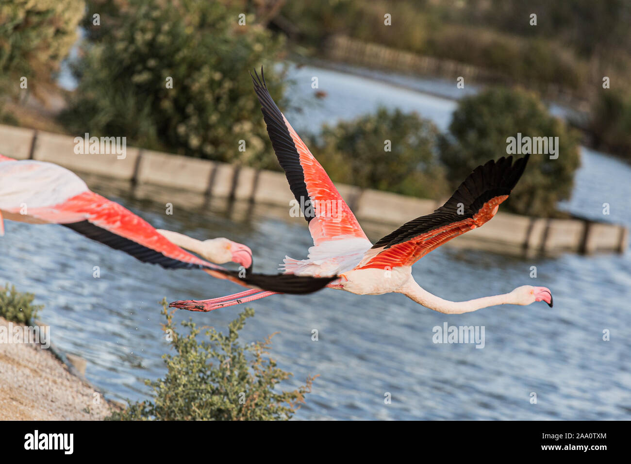 Great pink flamingos flying over a lake in La Camargue wetlands, France ...