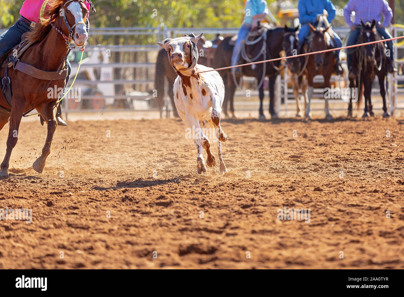 Calf being lassoed in a team calf roping event by cowboys at a country ...