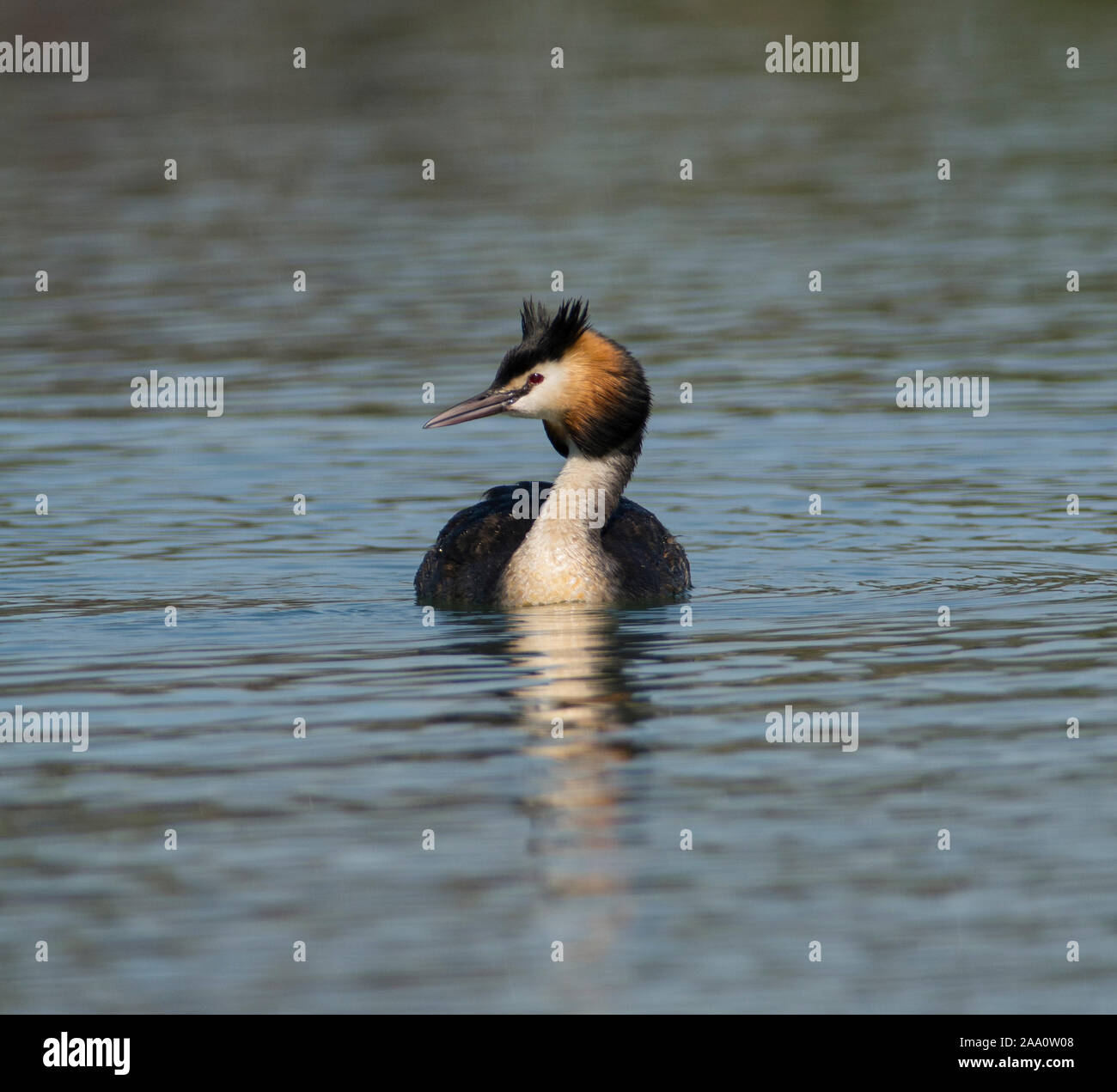 British water birds hi-res stock photography and images - Alamy