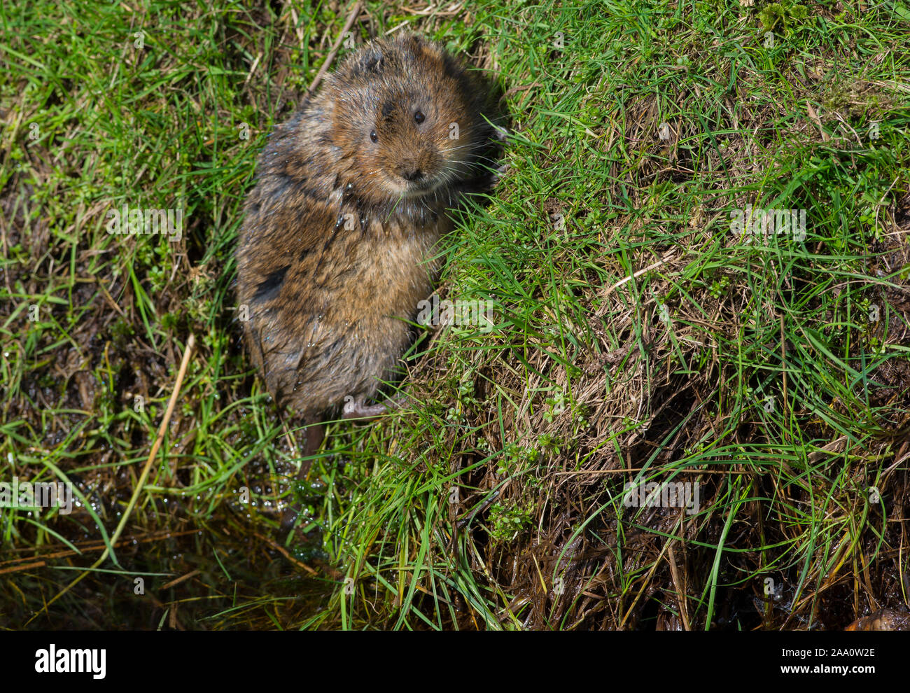 Amphibious Rodent High Resolution Stock Photography and Images - Alamy