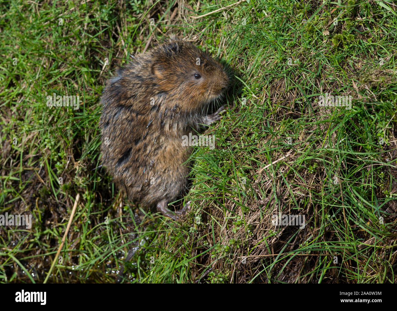 Water voles uk hi-res stock photography and images - Alamy
