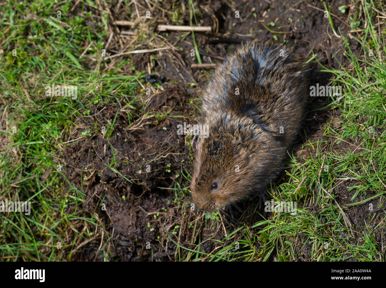 Water vole swimming hi-res stock photography and images - Alamy
