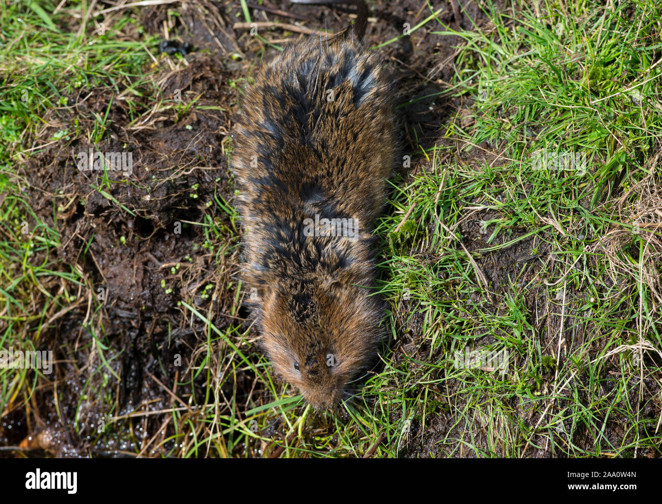 Water vole swimming hi-res stock photography and images - Alamy
