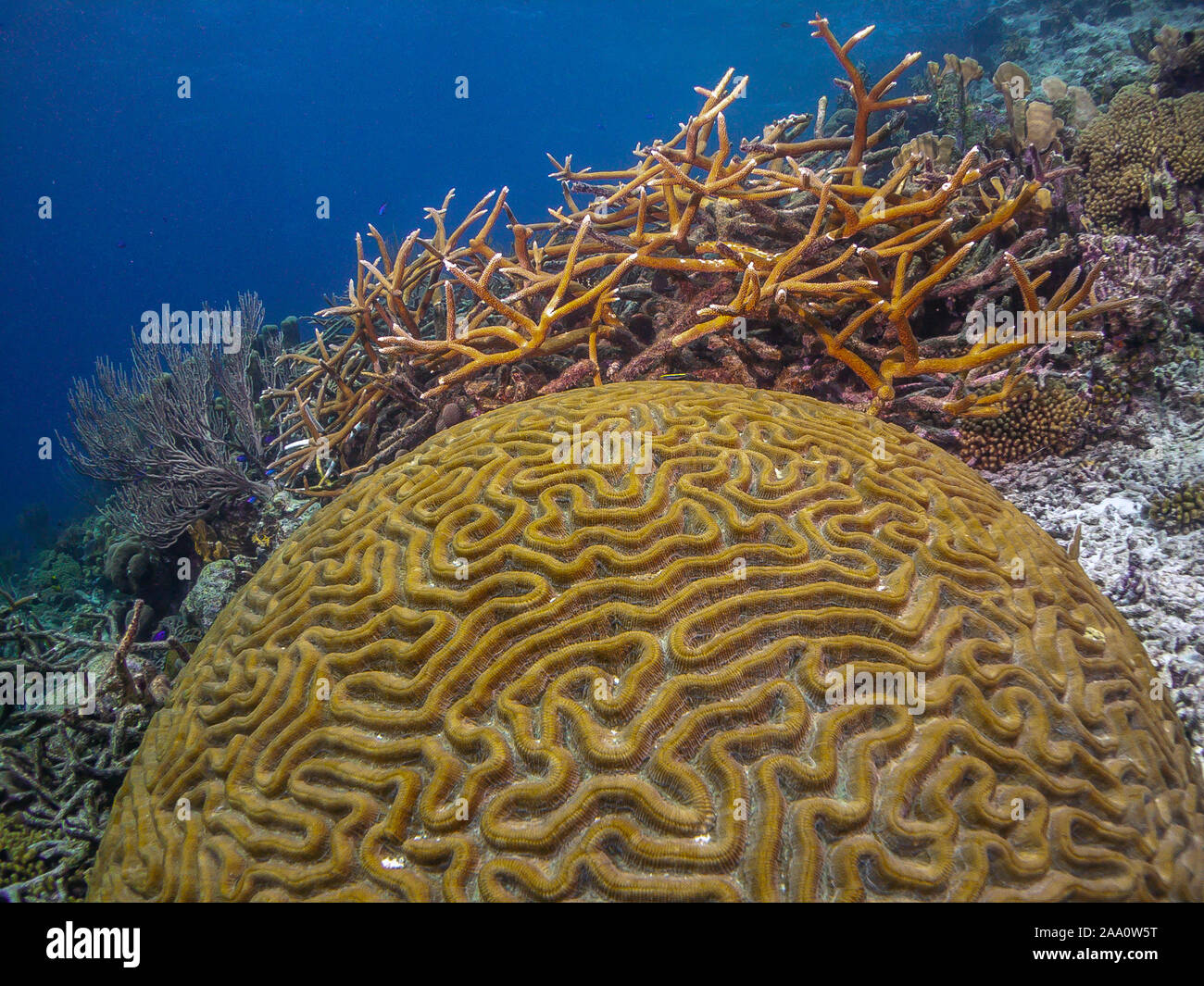 Brain Coral Reef