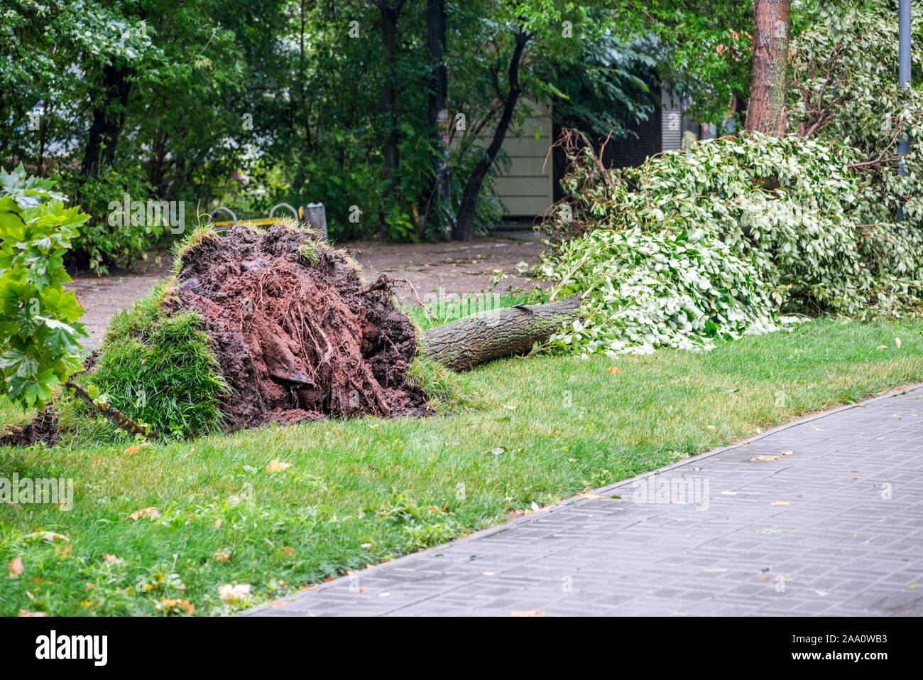 Storm damage. Fallen tree after a storm. Tornado storm damage causes a ...
