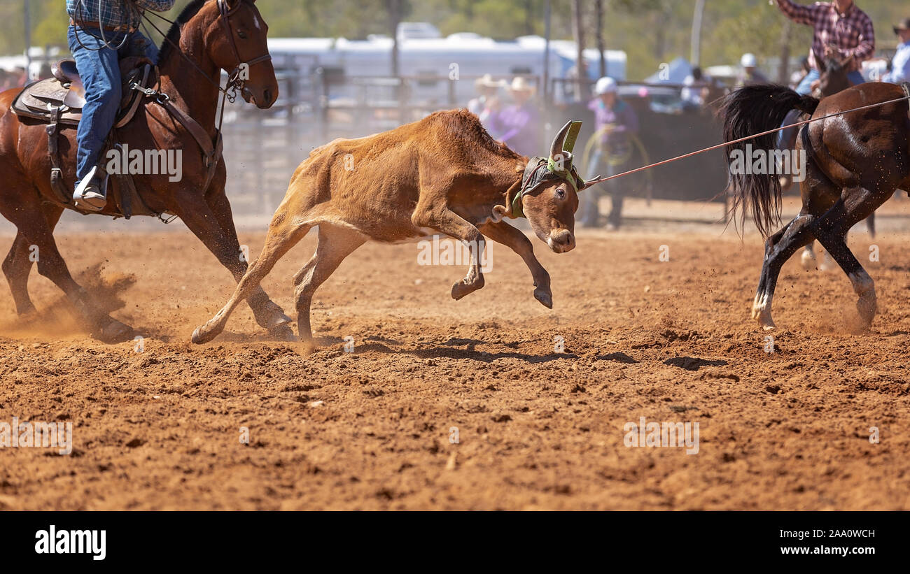 Calf being lassoed in a team calf roping event by cowboys at a country ...