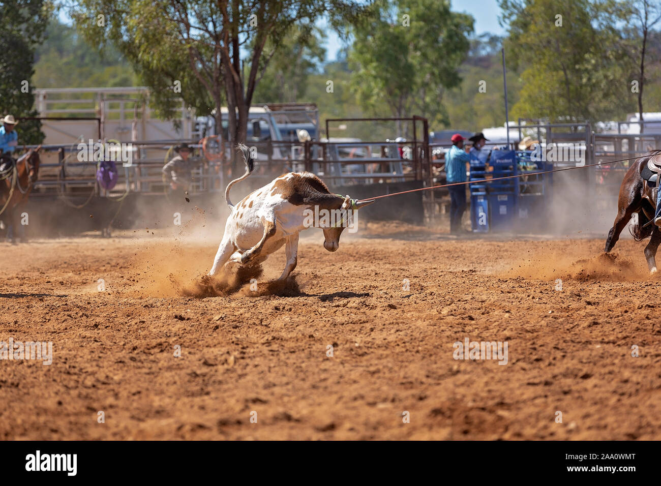 Calf being lassoed in a team calf roping event by cowboys at a country ...