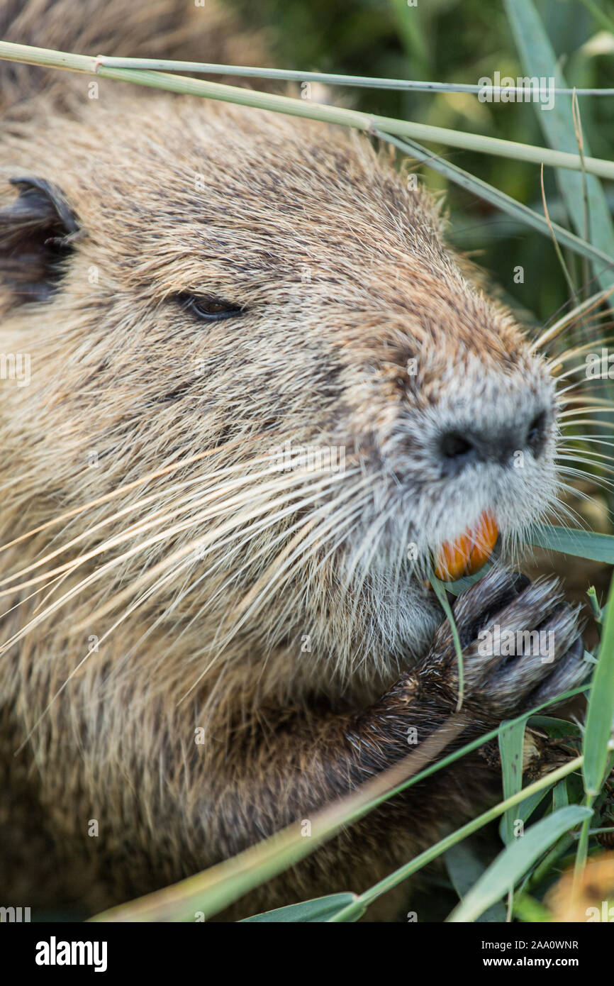 Cute otter head portrait eating herbs Stock Photo - Alamy