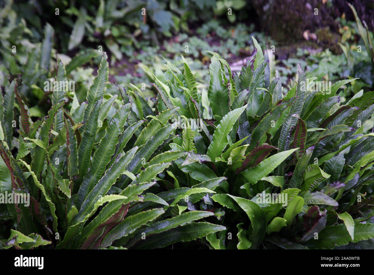 Plants and flowers by autumn, Zagreb, Croatia Stock Photo - Alamy
