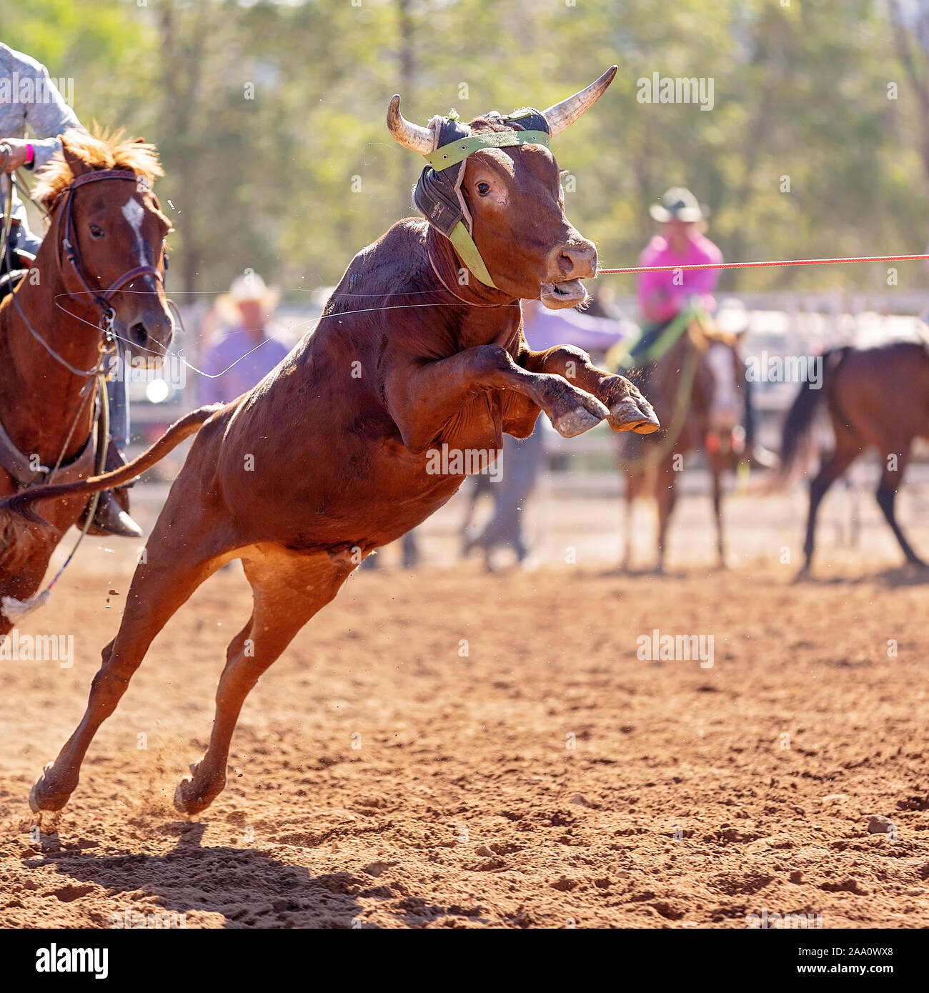 Calf being lassoed in a team calf roping event by cowboys at a country ...