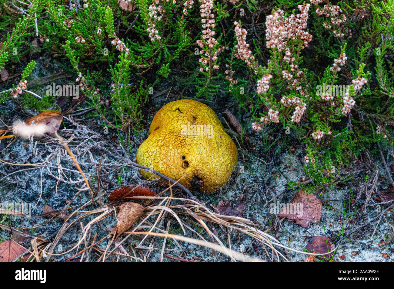 Autumn Puff ball fungi Stock Photo - Alamy