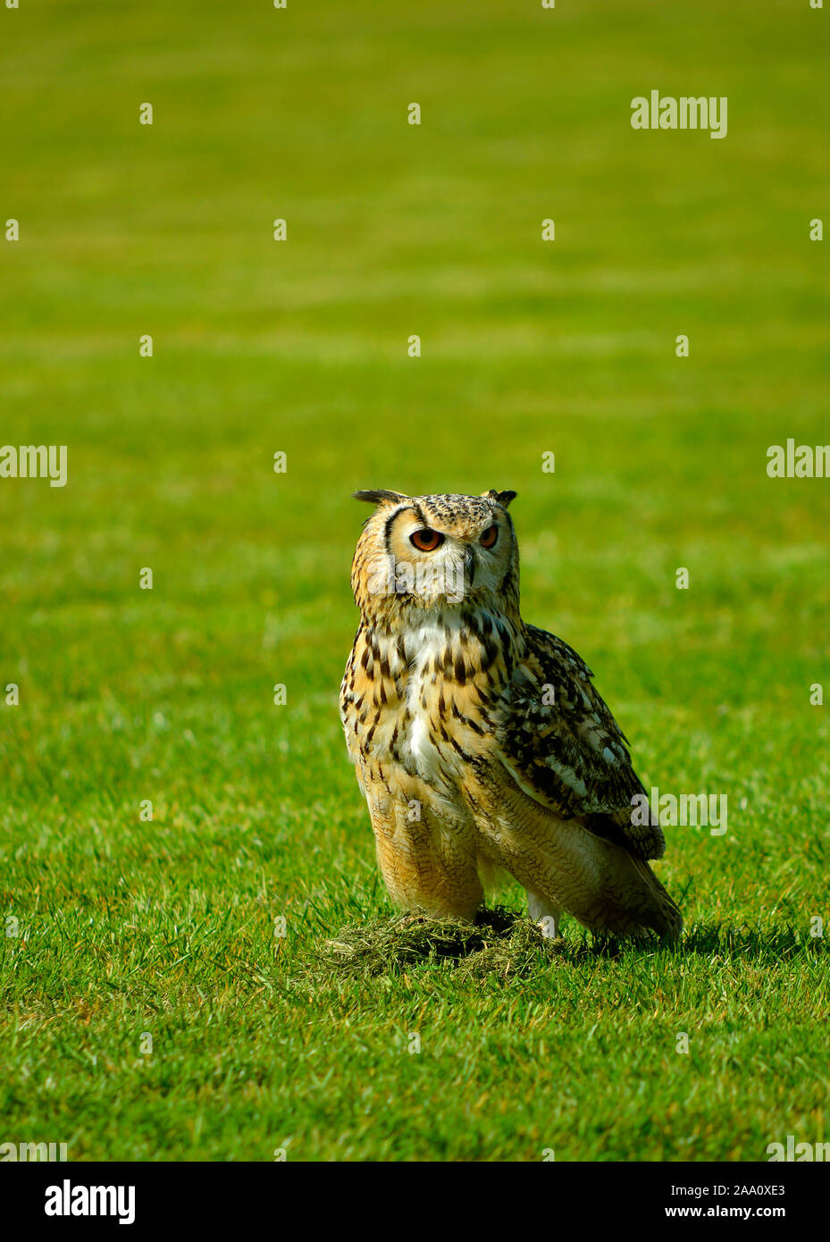 Eurasian eagle owl Latin name Bubo bubo standing in a field Stock Photo ...
