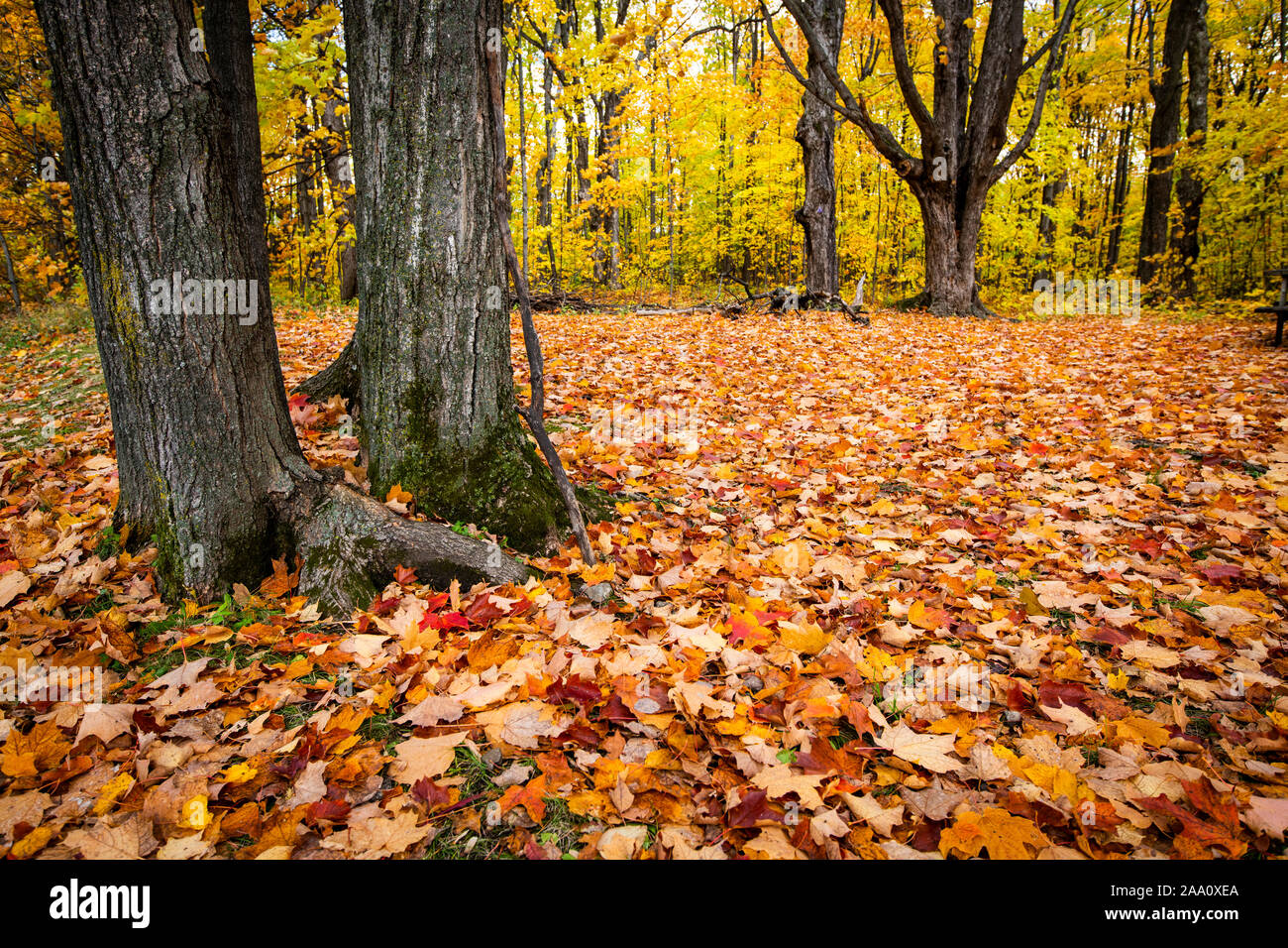 Beautiful and colorfull fallen leaves in autumn forest in national park ...
