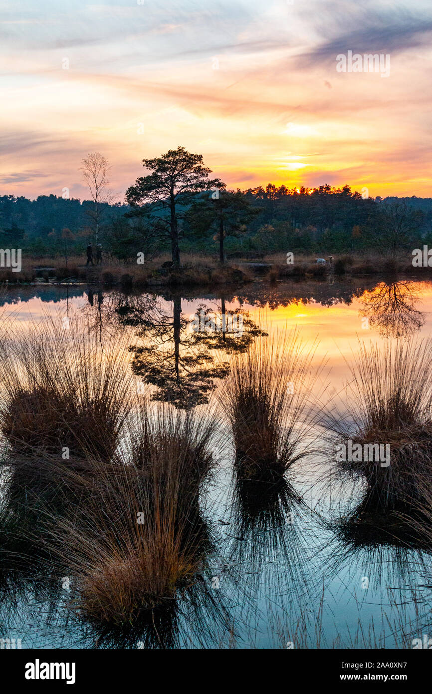 Tree Reflection at sunset Stock Photo - Alamy
